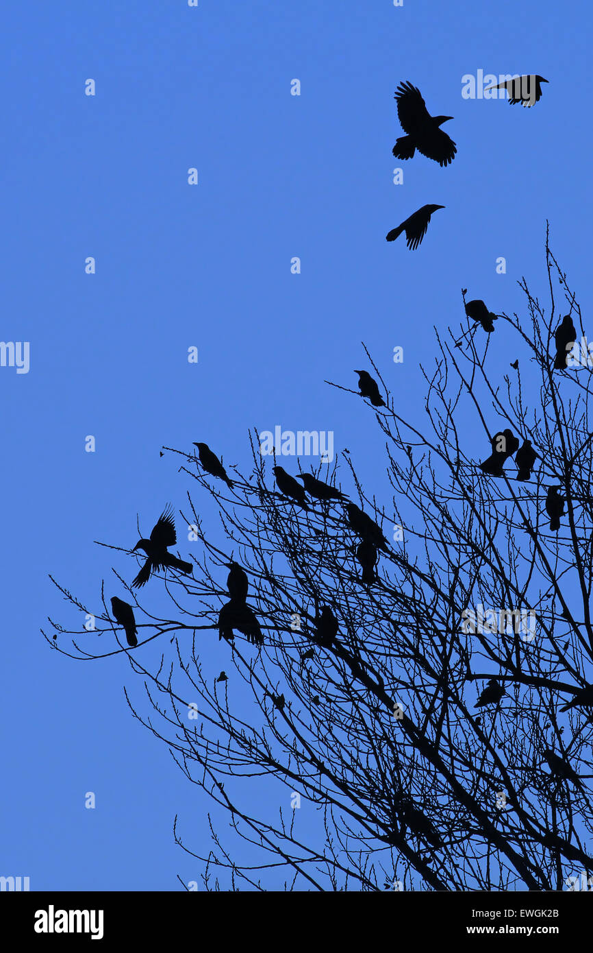 Crows flying around a tree as an abstract blue background Stock Photo ...