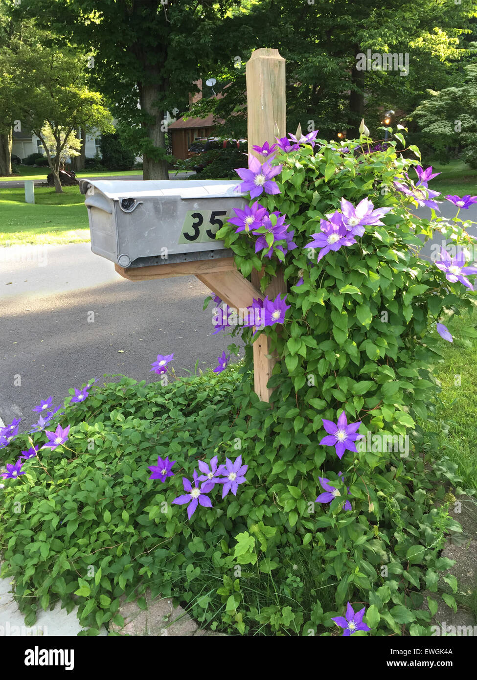 Purple clematis around mailbox Stock Photo - Alamy