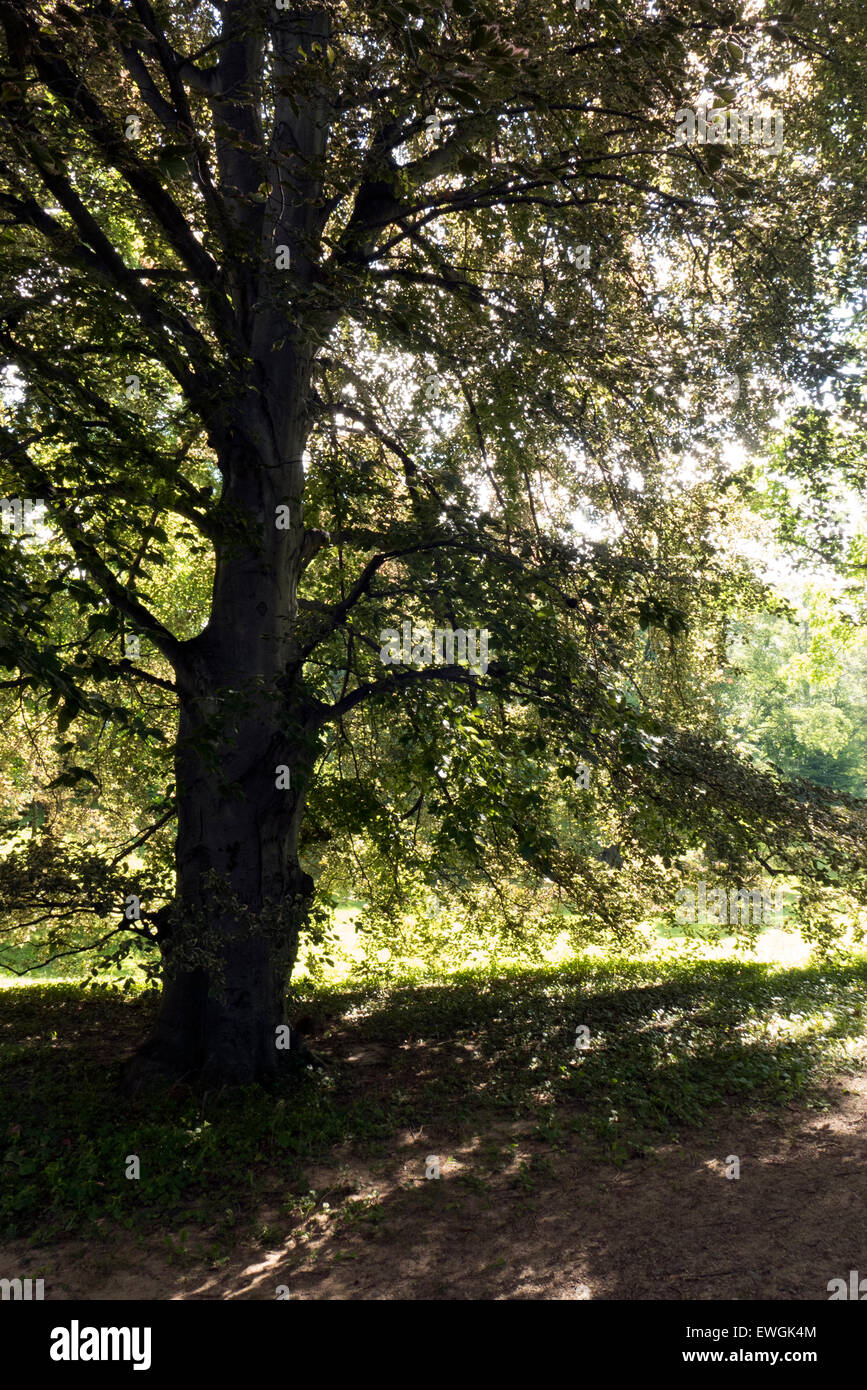 Tall stately tree hi-res stock photography and images - Alamy