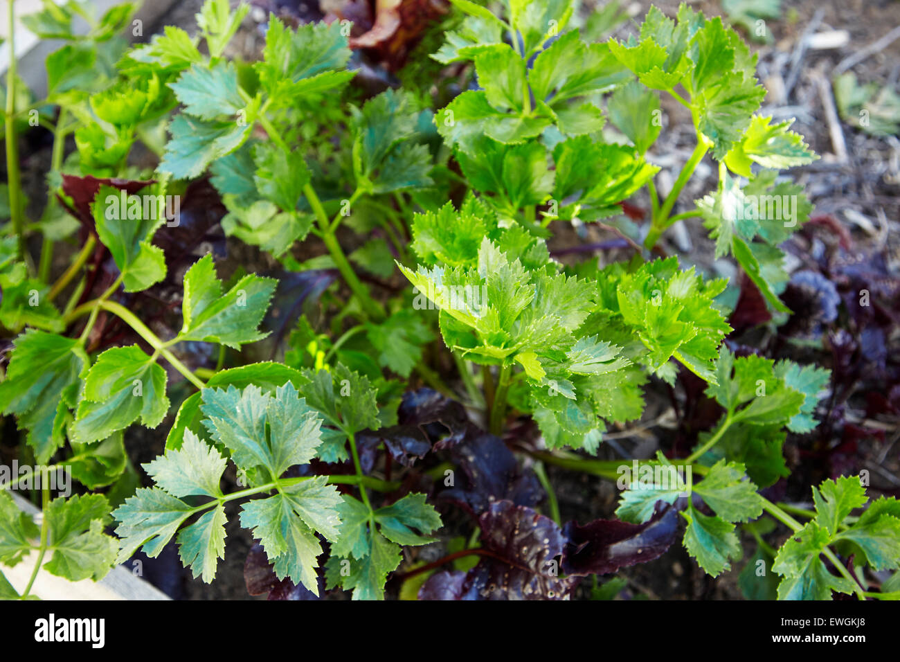 Shot for EatWith aaron ziegler Stock Photo - Alamy