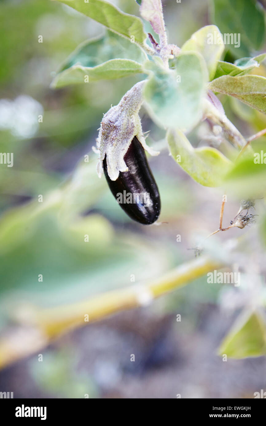 Shot for EatWith aaron ziegler Stock Photo - Alamy