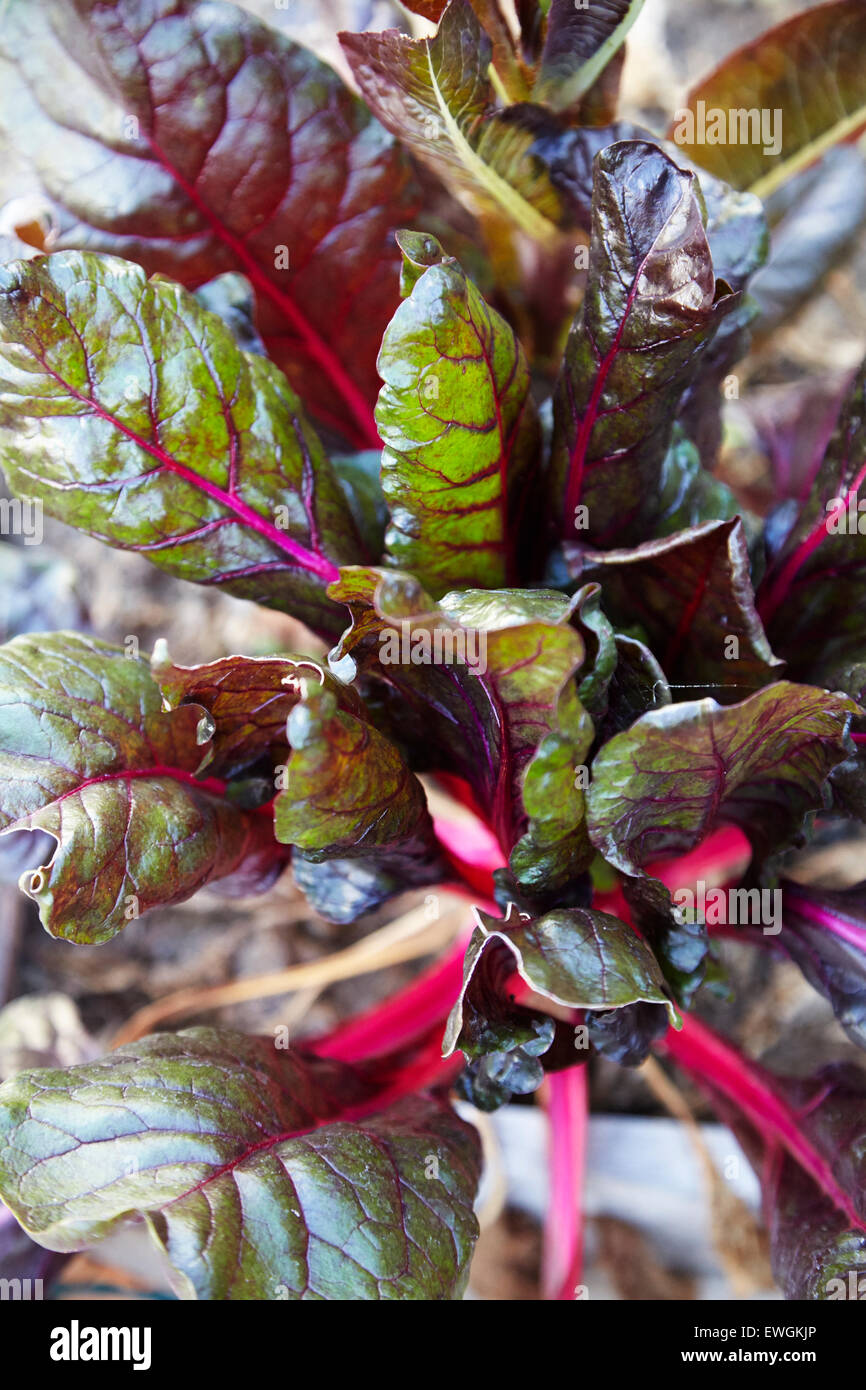 Shot for EatWith aaron ziegler Stock Photo - Alamy