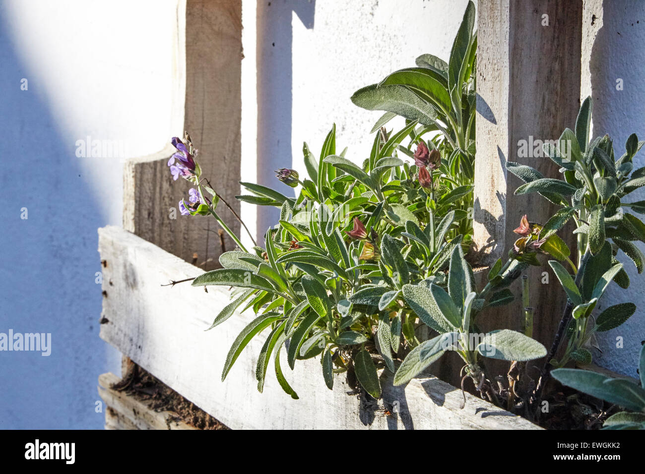 Shot for EatWith aaron ziegler Stock Photo - Alamy