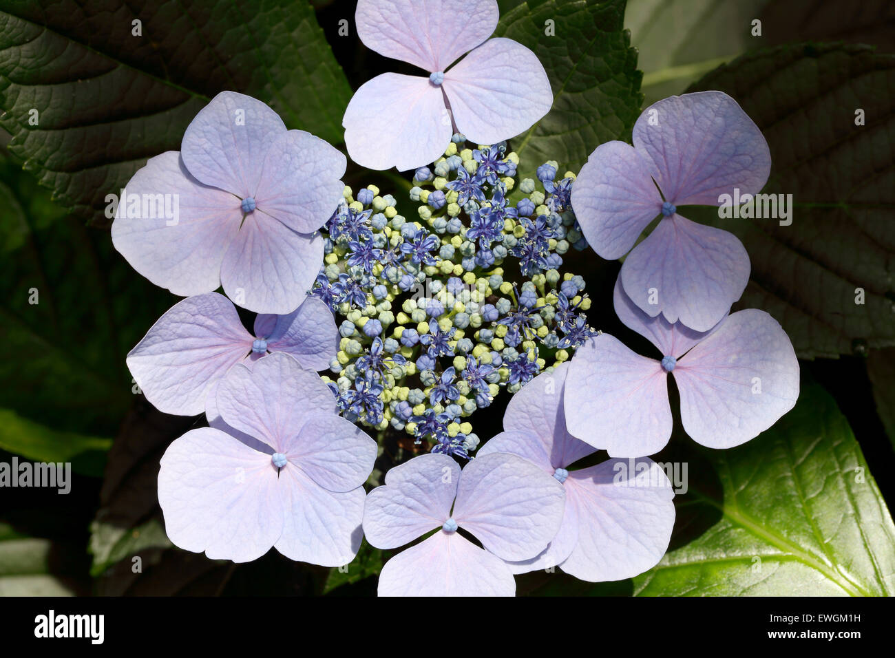 hydrangea macro-phylla flowers Stock Photo - Alamy