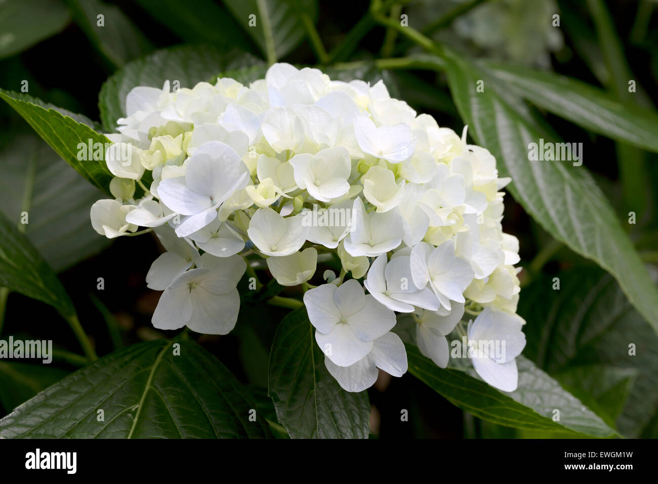 white hydrangea flowers growing in the garden Stock Photo - Alamy