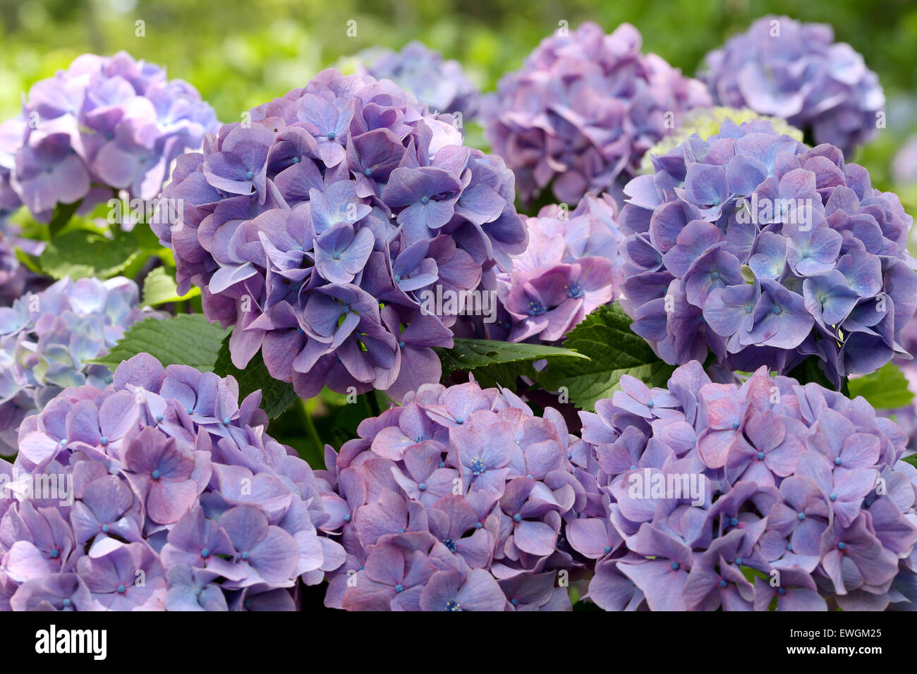 hydrangea flowers growing in the garden Stock Photo - Alamy