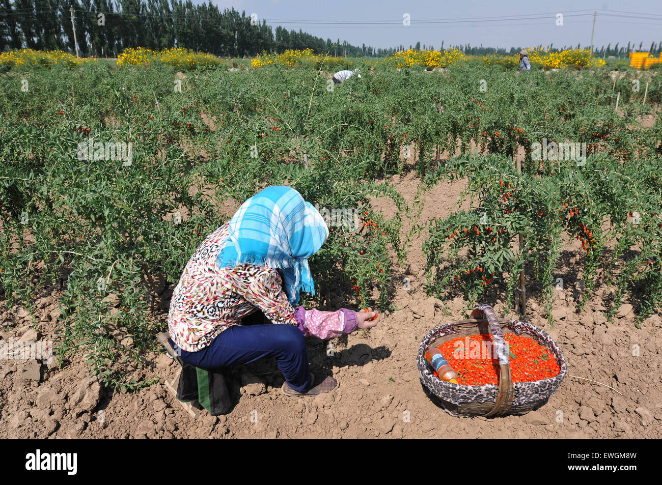 Zhongning, China's Ningxia Hui Autonomous Region. 25th June, 2015. A ...
