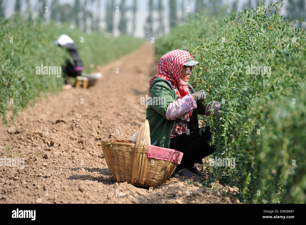 Zhongning, China's Ningxia Hui Autonomous Region. 25th June, 2015 ...