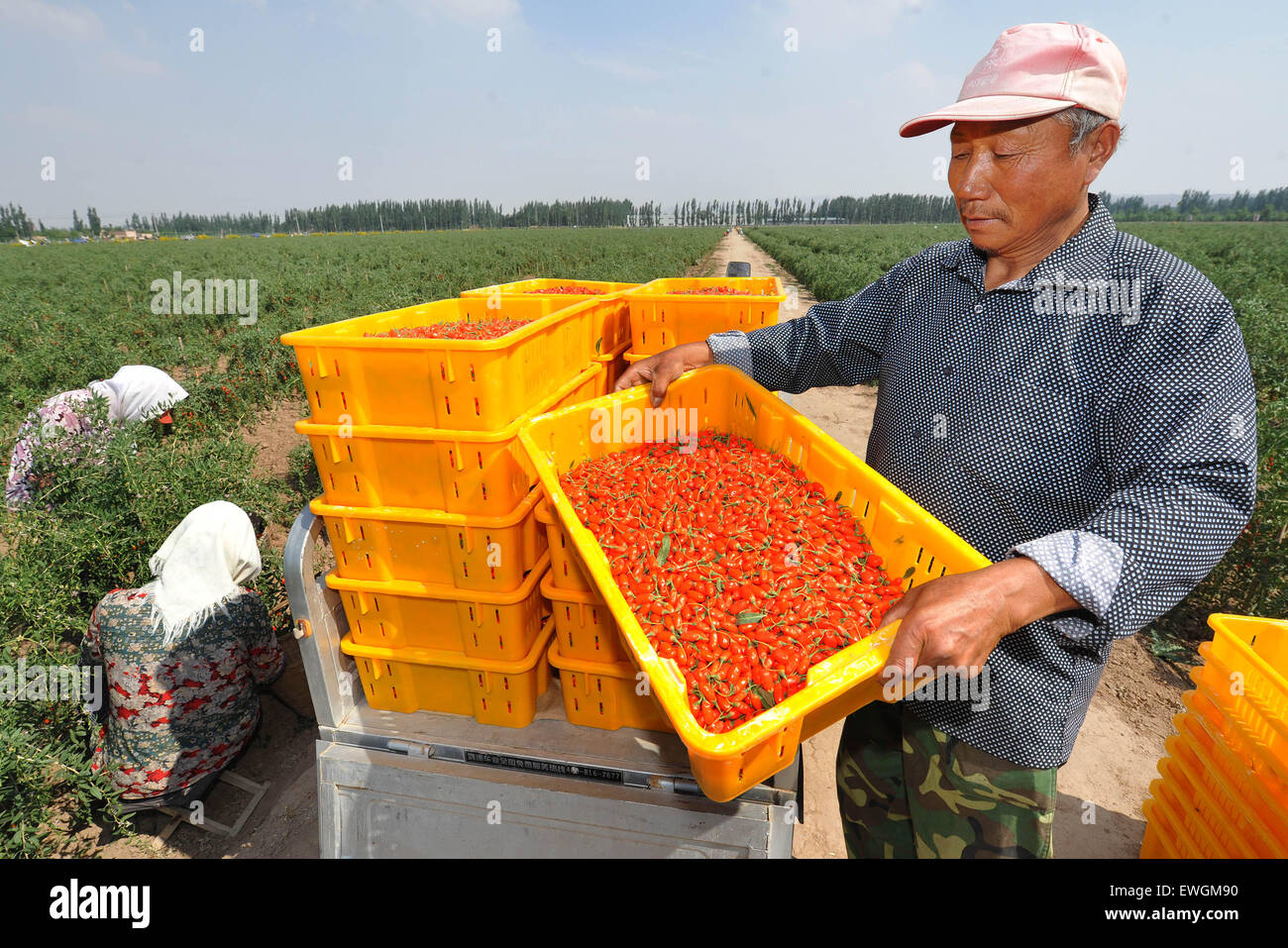Zhongning, China's Ningxia Hui Autonomous Region. 25th June, 2015 ...