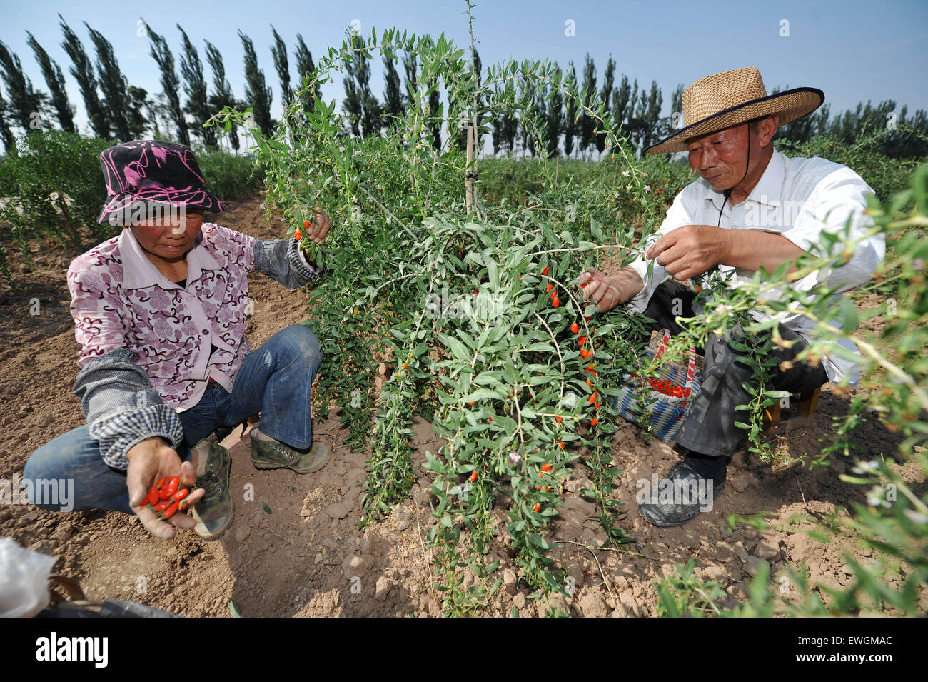 Zhongning, China's Ningxia Hui Autonomous Region. 25th June, 2015 ...