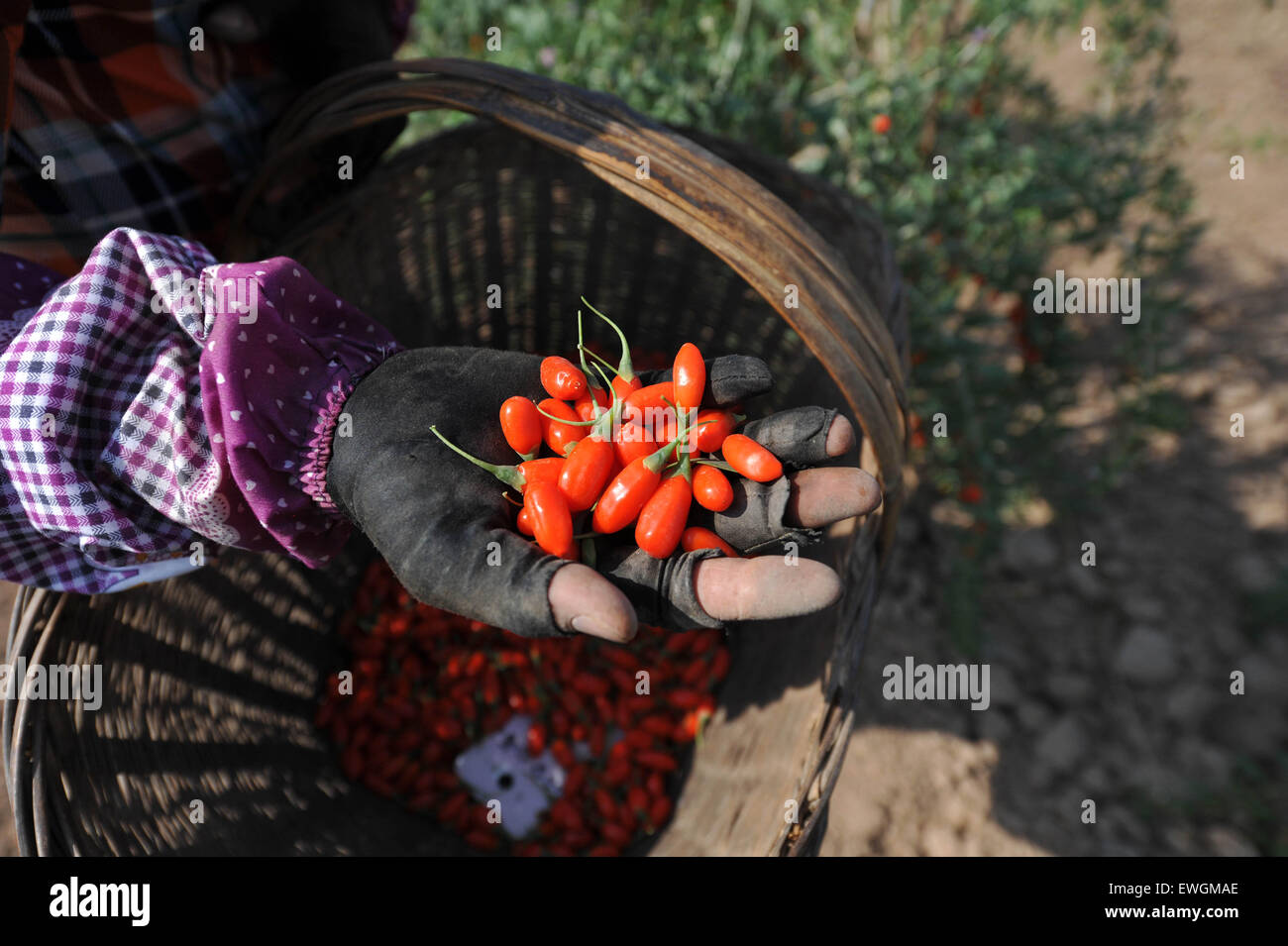 Zhongning, China's Ningxia Hui Autonomous Region. 25th June, 2015. A ...
