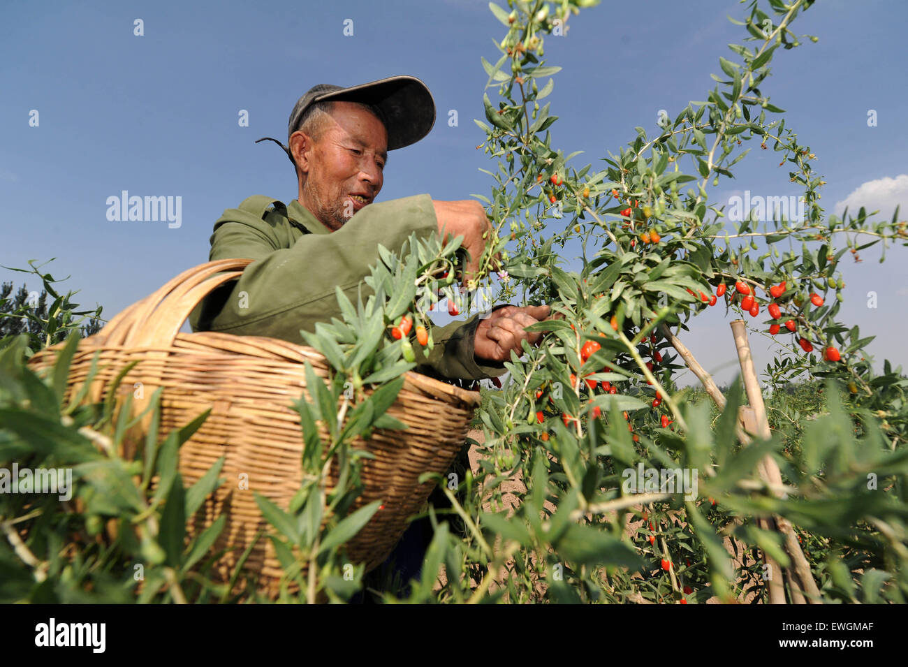 Zhongning, China's Ningxia Hui Autonomous Region. 25th June, 2015. A ...