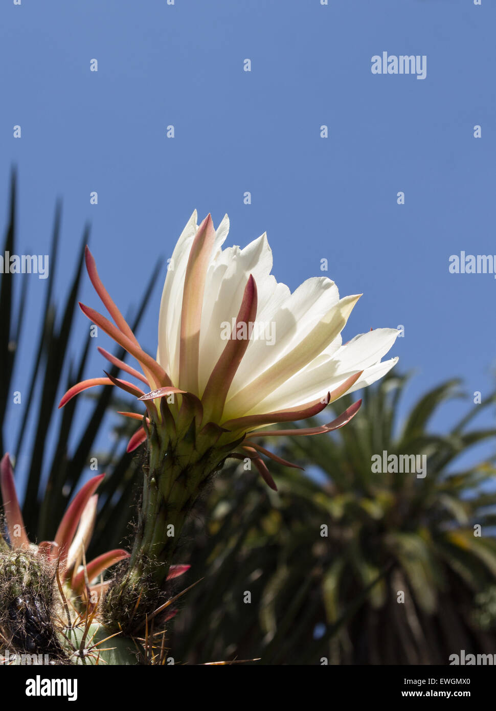 Pink Easter lily cactus, Eachinopsis oxygona, blooming in the Arizona ...