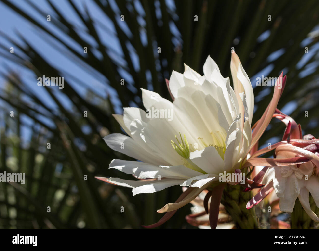 Pink Easter lily cactus, Eachinopsis oxygona, blooming in the Arizona ...