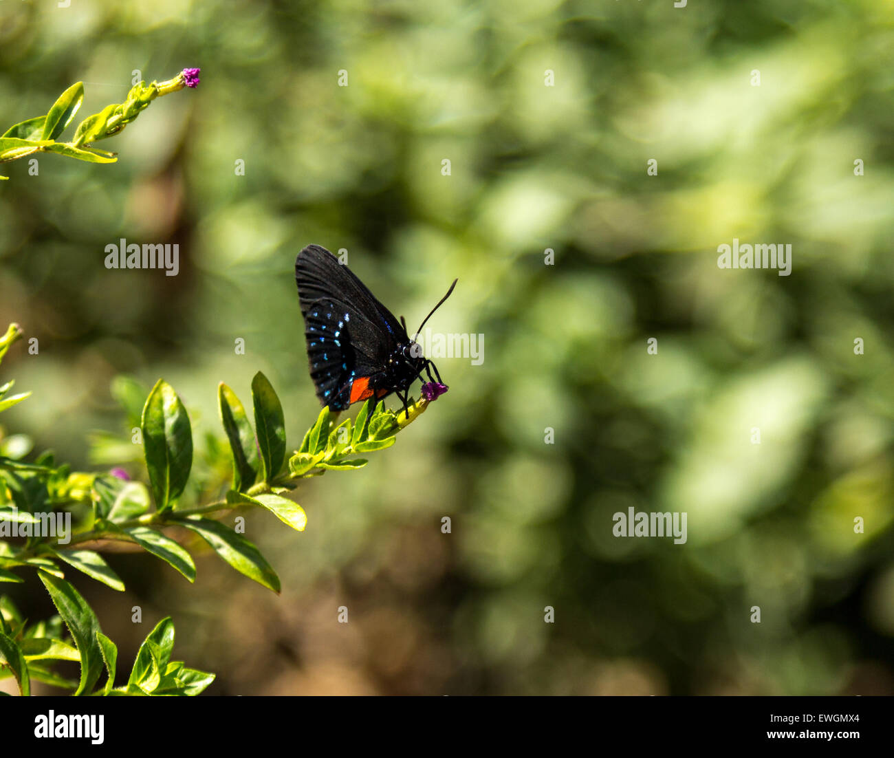 Atala butterfly hi-res stock photography and images - Alamy