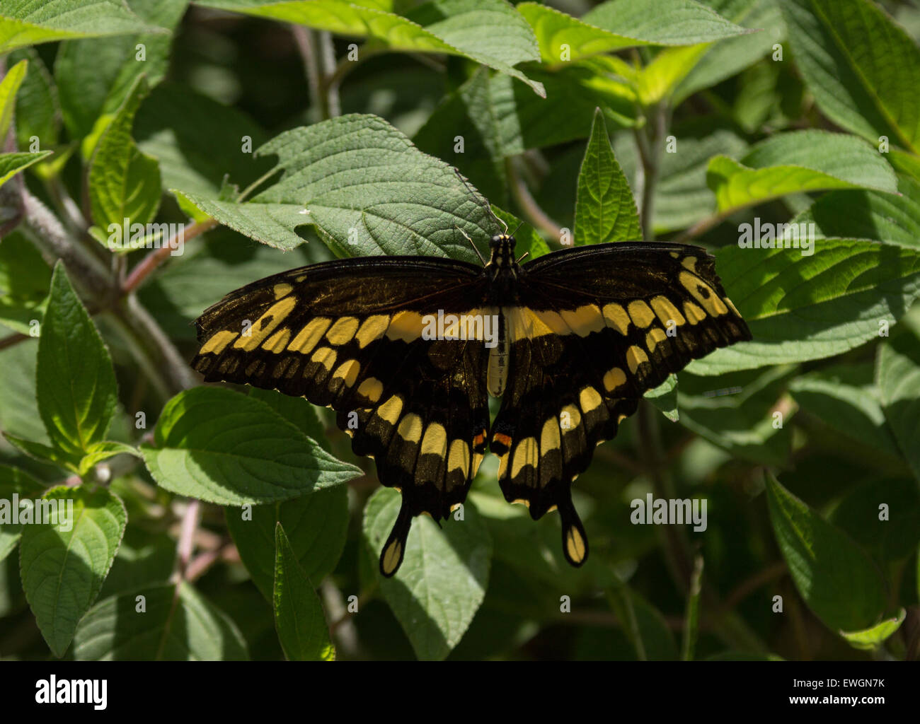 Giant yellow swallowtail butterfly hi-res stock photography and images ...