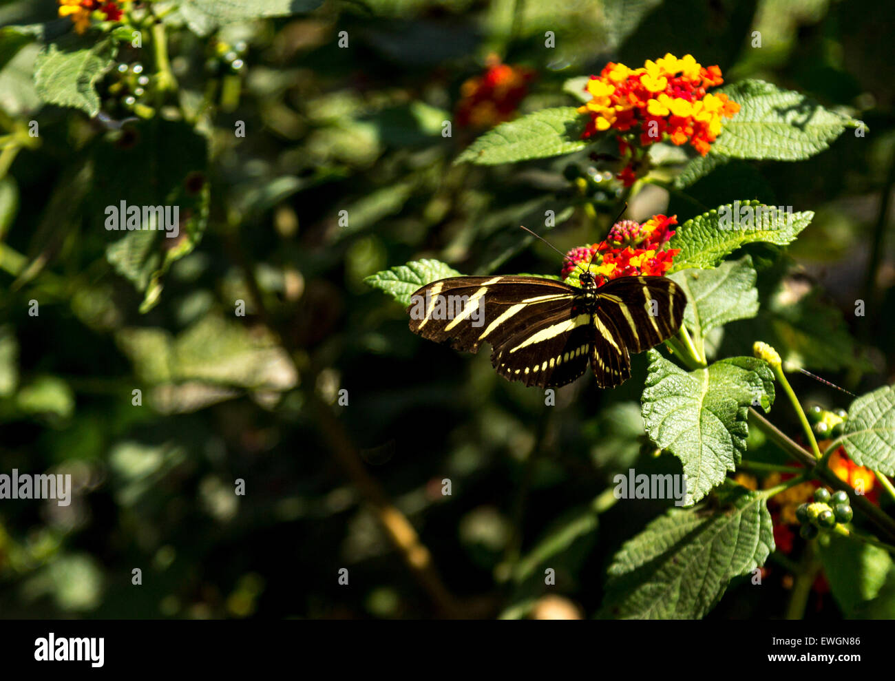 zebra longwing, Heliconius charitonius, butterfly is also called the ...