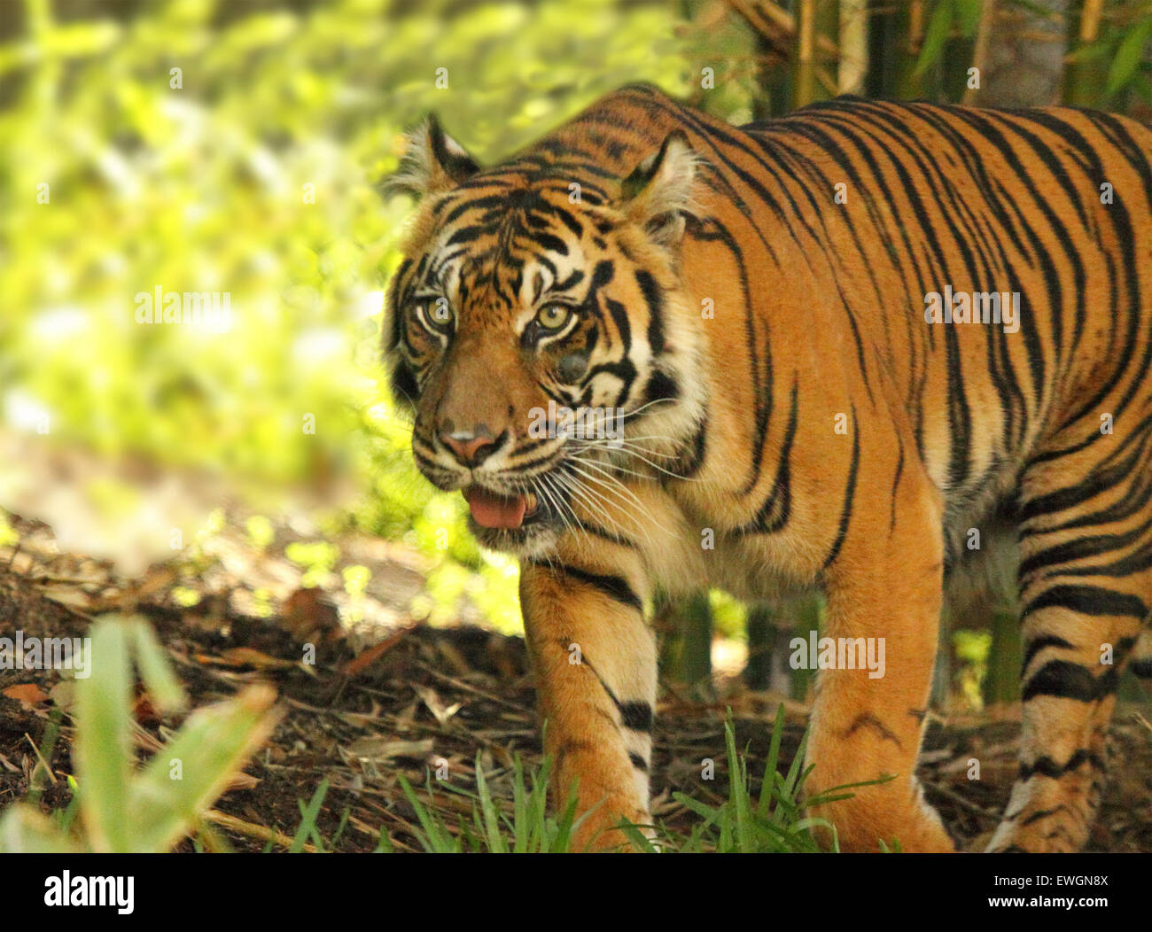 A Tiger walking through a jungle Stock Photo - Alamy