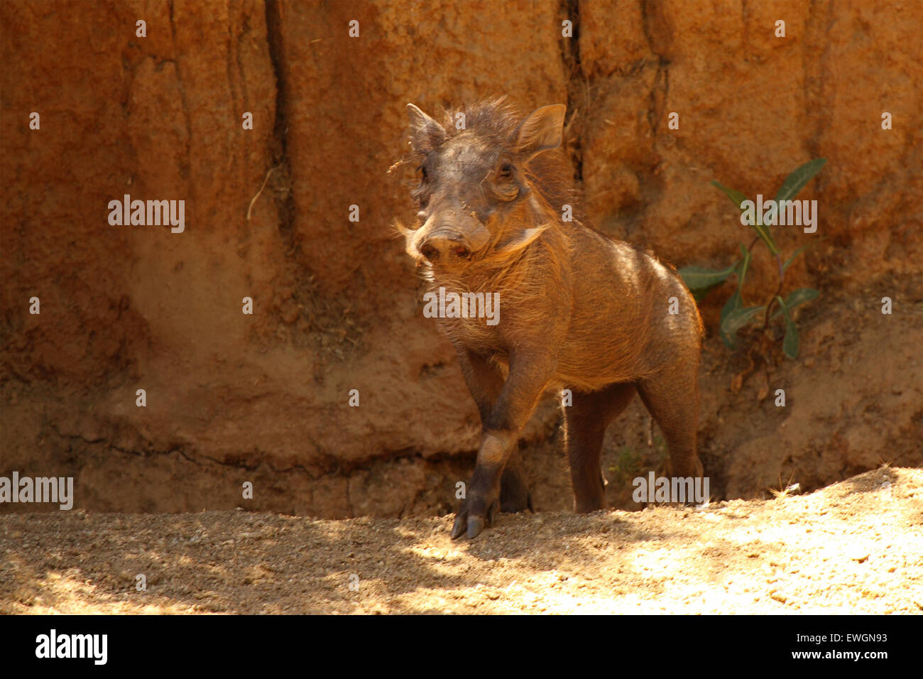 A baby Warthog standing like a musketeer Stock Photo - Alamy
