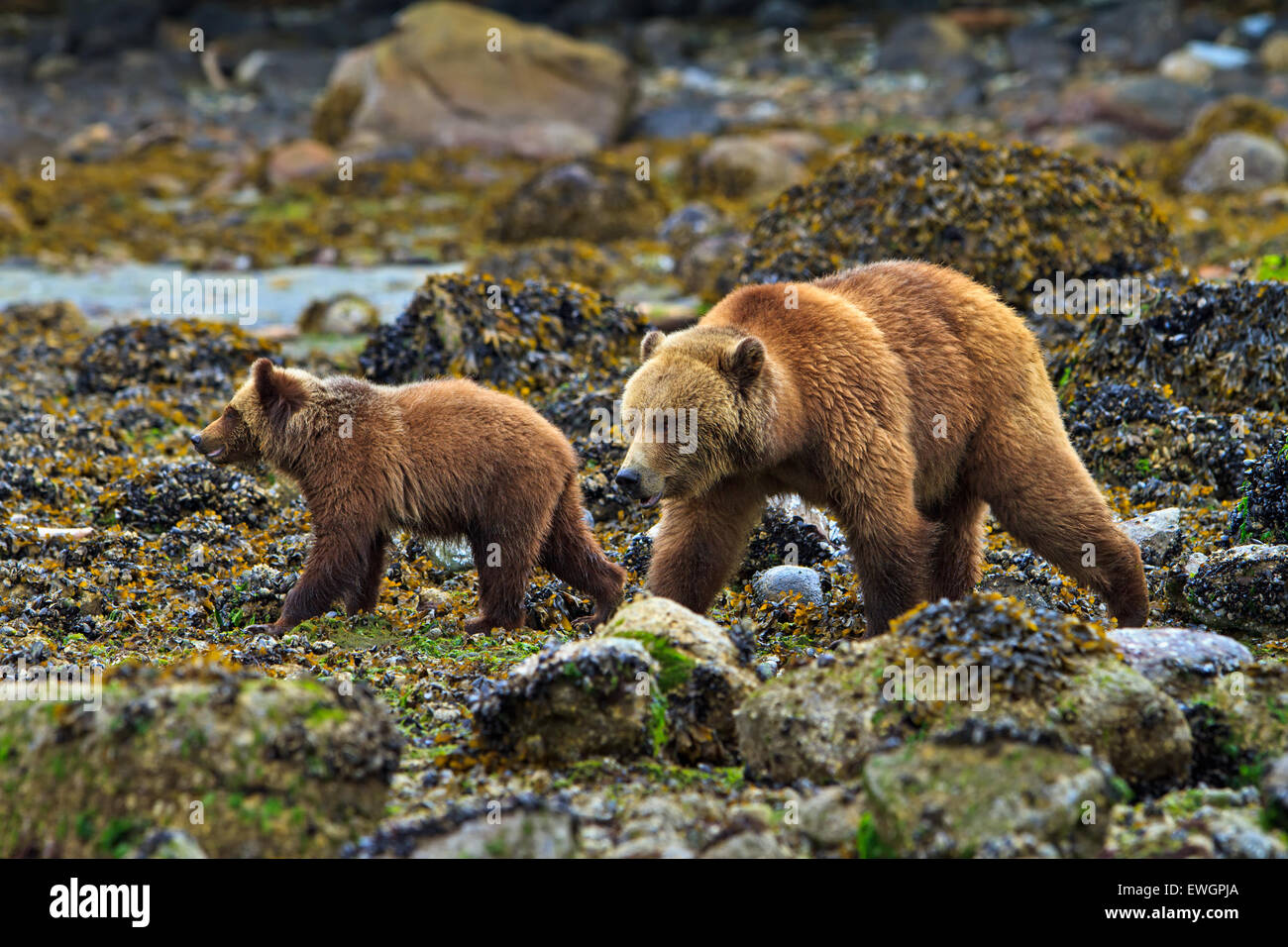 Coastal Grizzly bear, sow and cub, searching for food at low tide on ...