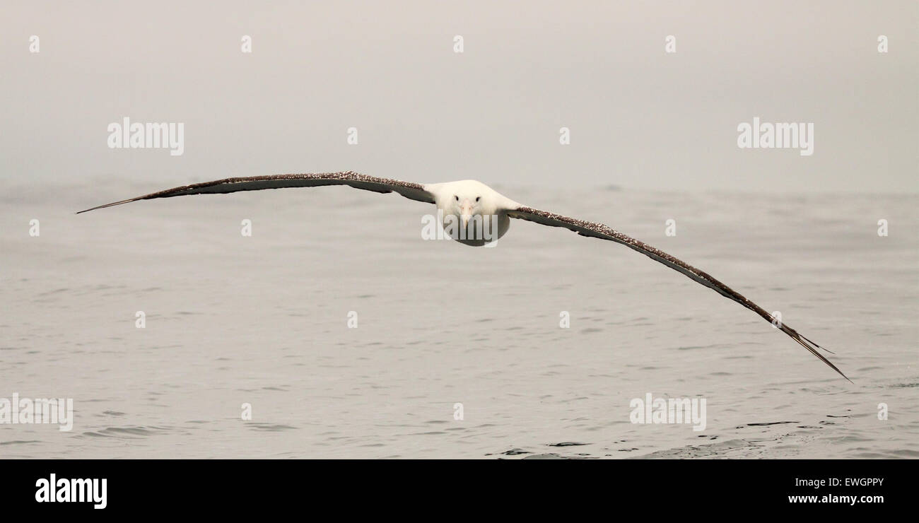 A Wandering Albatross flying in close Stock Photo - Alamy