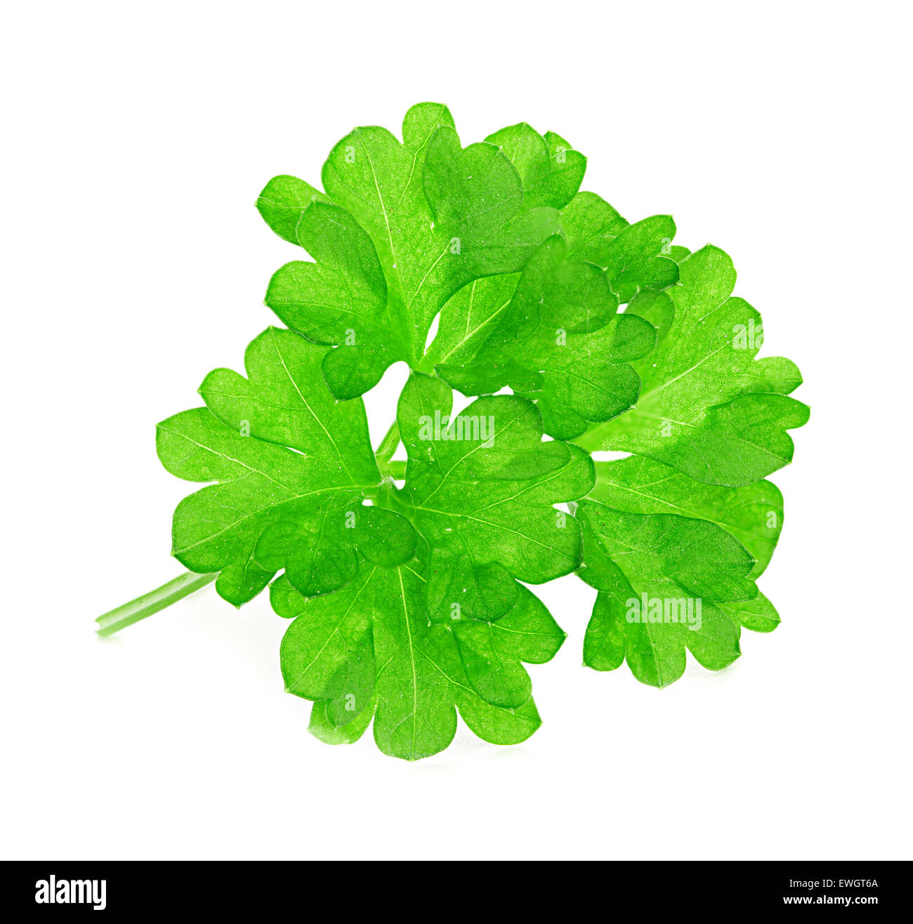 Parsley isolated on white background Stock Photo - Alamy