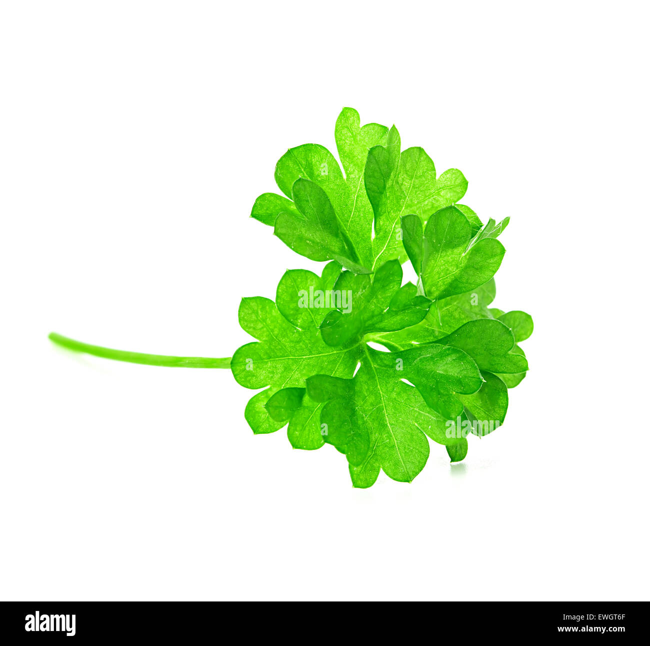 Parsley isolated on white background Stock Photo - Alamy