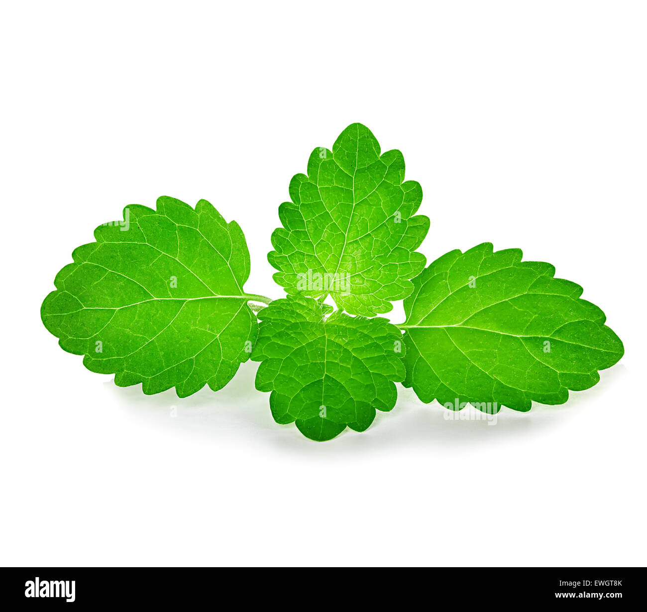 mint leaves isolated on white background Stock Photo - Alamy