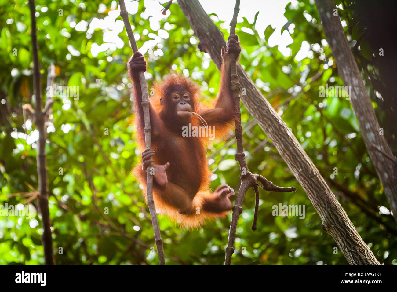Rasa ria nature reserve hi-res stock photography and images - Alamy