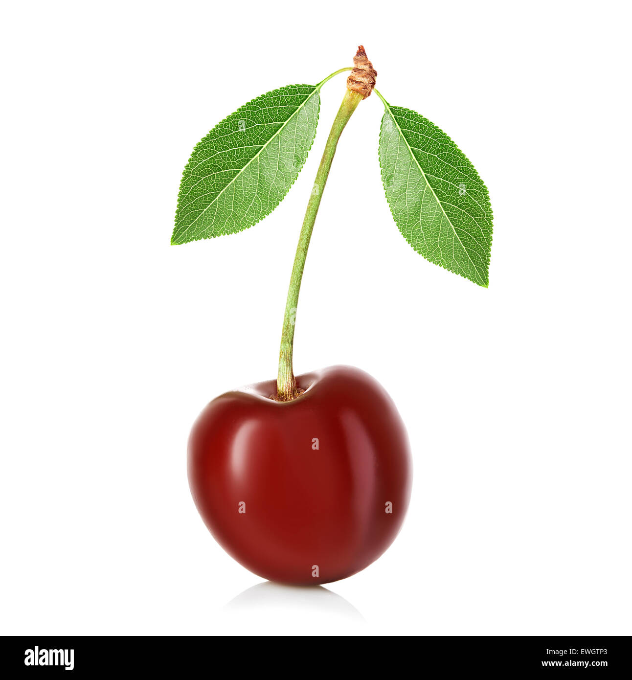 Cherry isolated on white background Stock Photo - Alamy