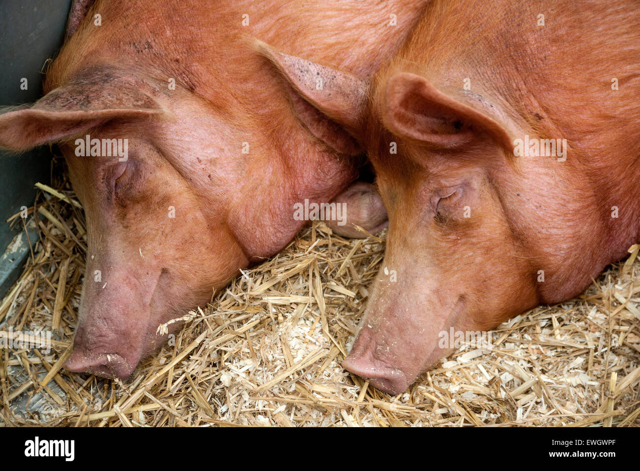 Pigs in sty hi-res stock photography and images - Alamy