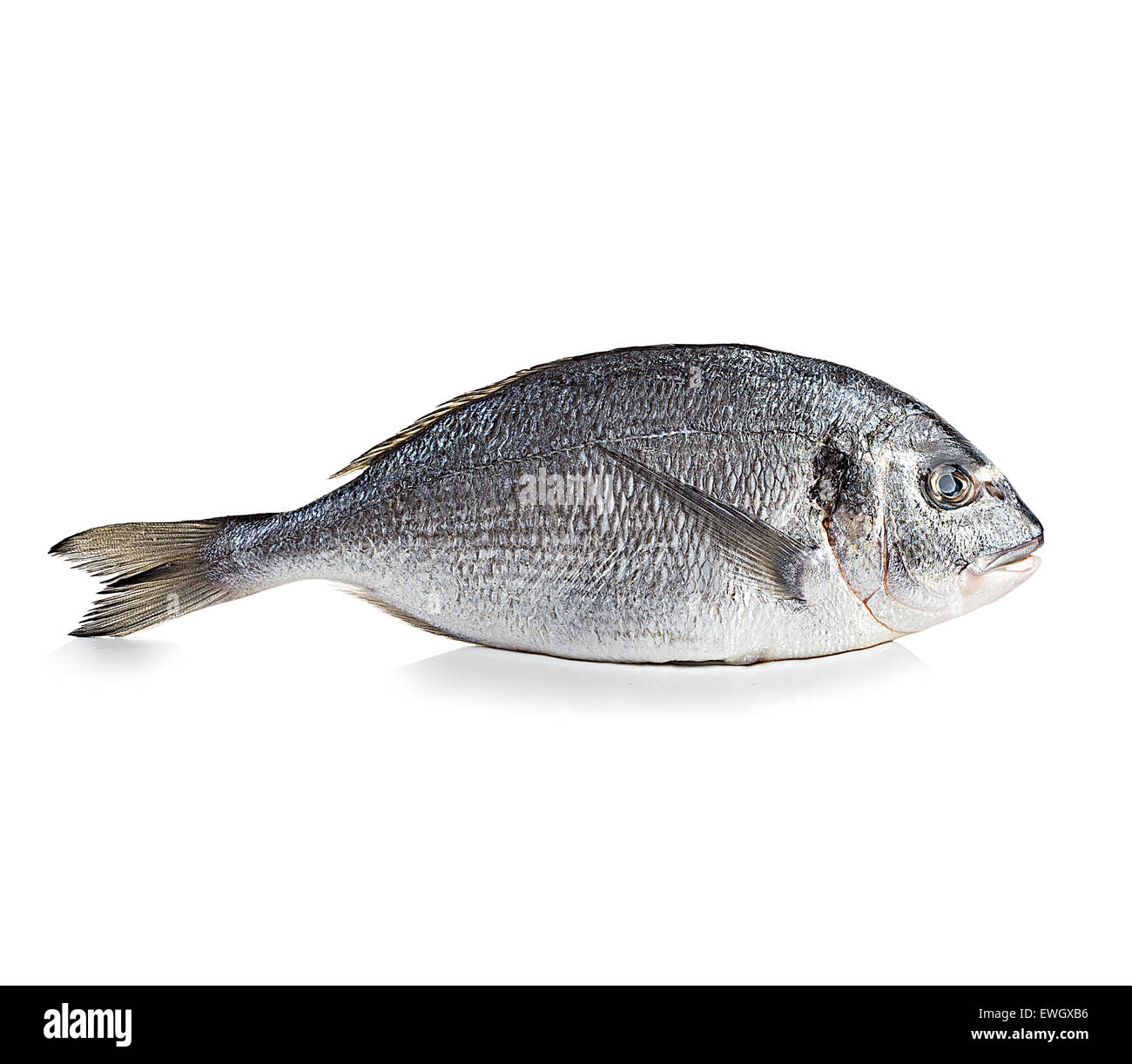 Dorado fish hi-res stock photography and images - Alamy