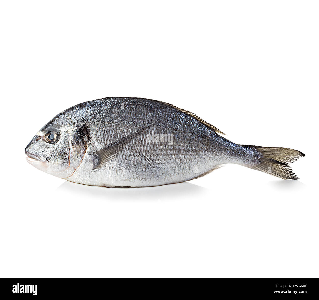 Dorado fish isolated on white background Stock Photo - Alamy