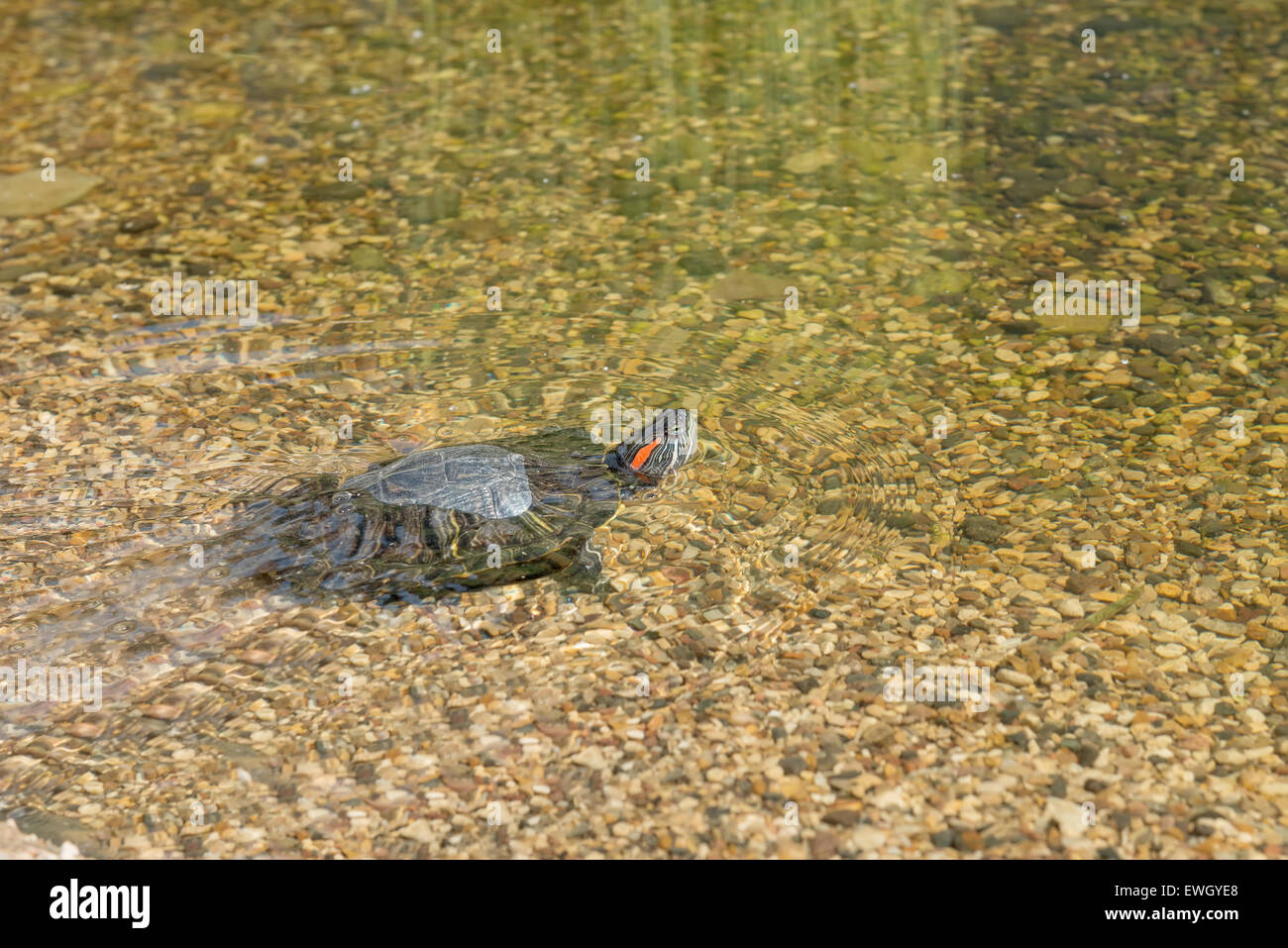 Red eared slider marsh hi-res stock photography and images - Alamy