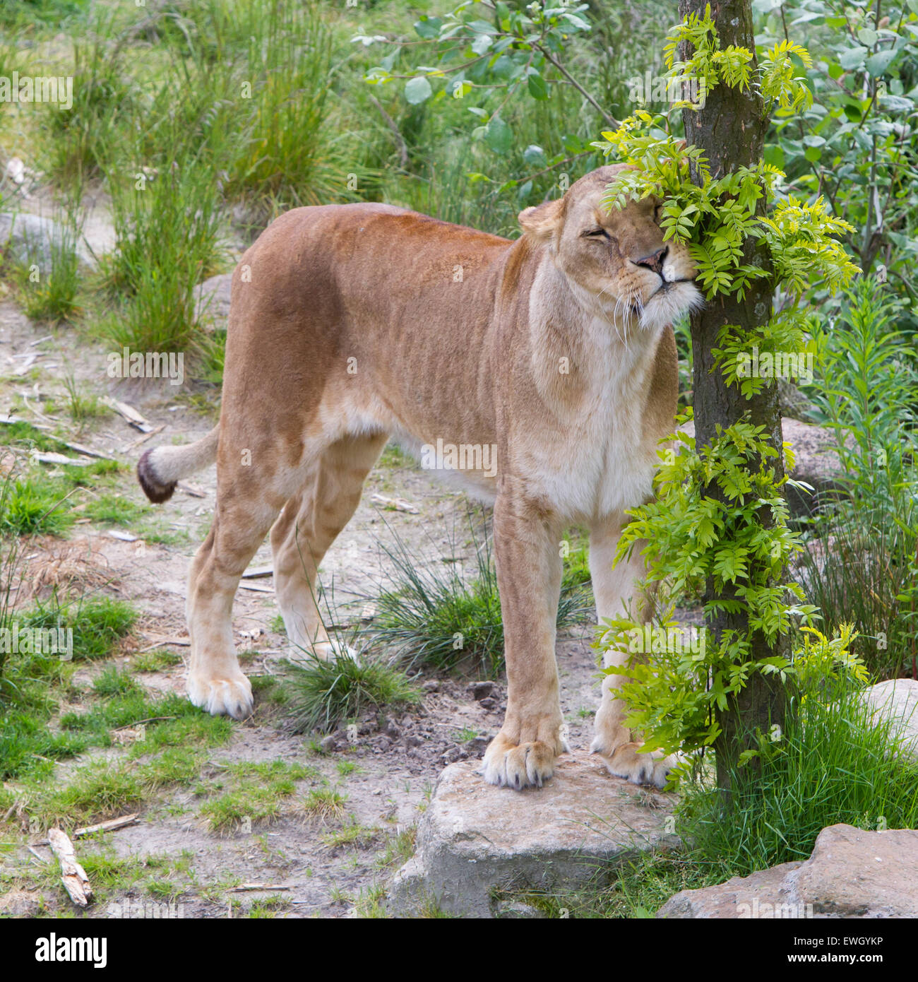 Large lioness in a bright green environment Stock Photo - Alamy