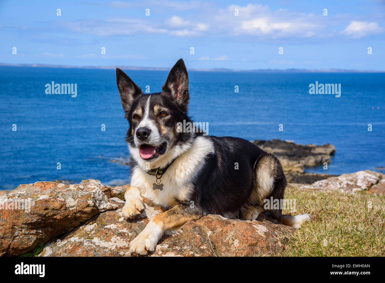 Scottish border collie hi-res stock photography and images - Alamy