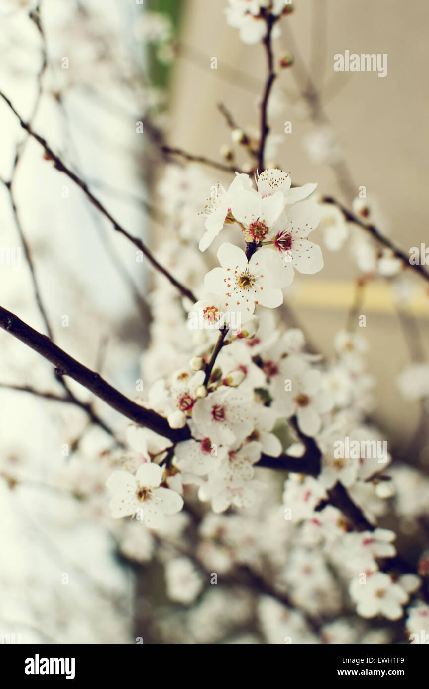 Flores de almendro. Detalle. Almond flowers. Close up Stock Photo - Alamy