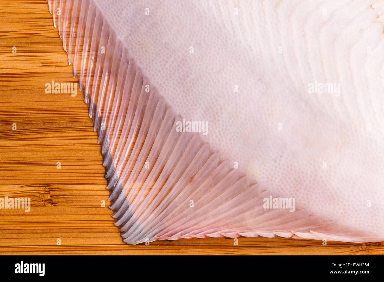 Fin and flounder hi-res stock photography and images - Alamy