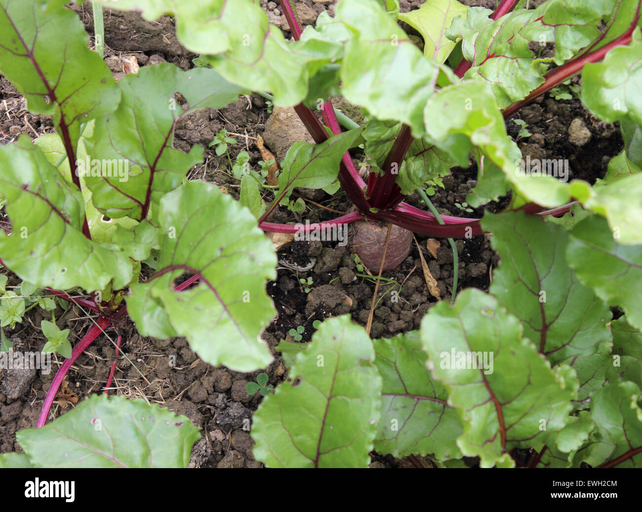 beetroot growing in june on the allotment Stock Photo - Alamy