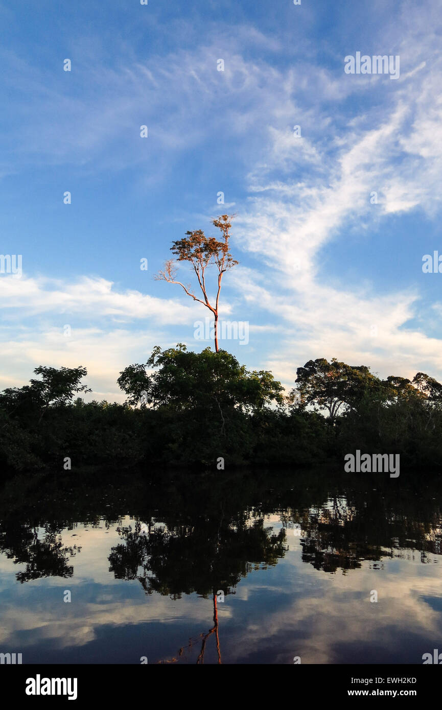Yacuma river. Bolivian jungle. Amazon Stock Photo - Alamy