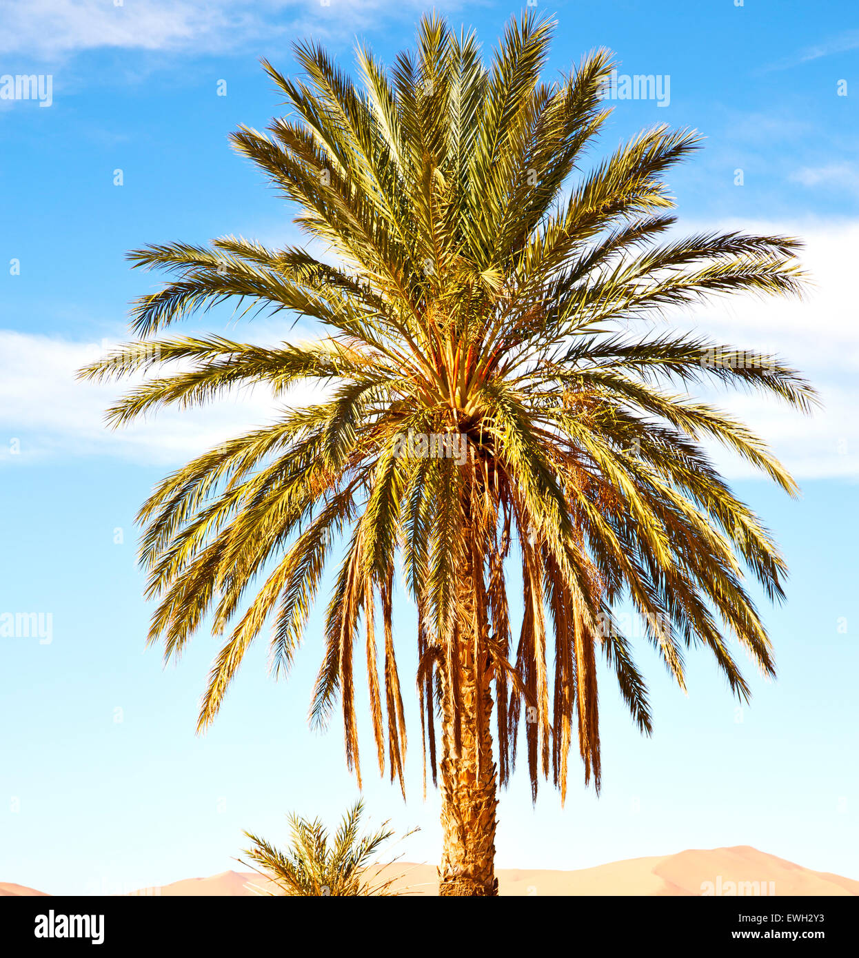 palm in the desert oasi morocco sahara africa dune Stock Photo - Alamy