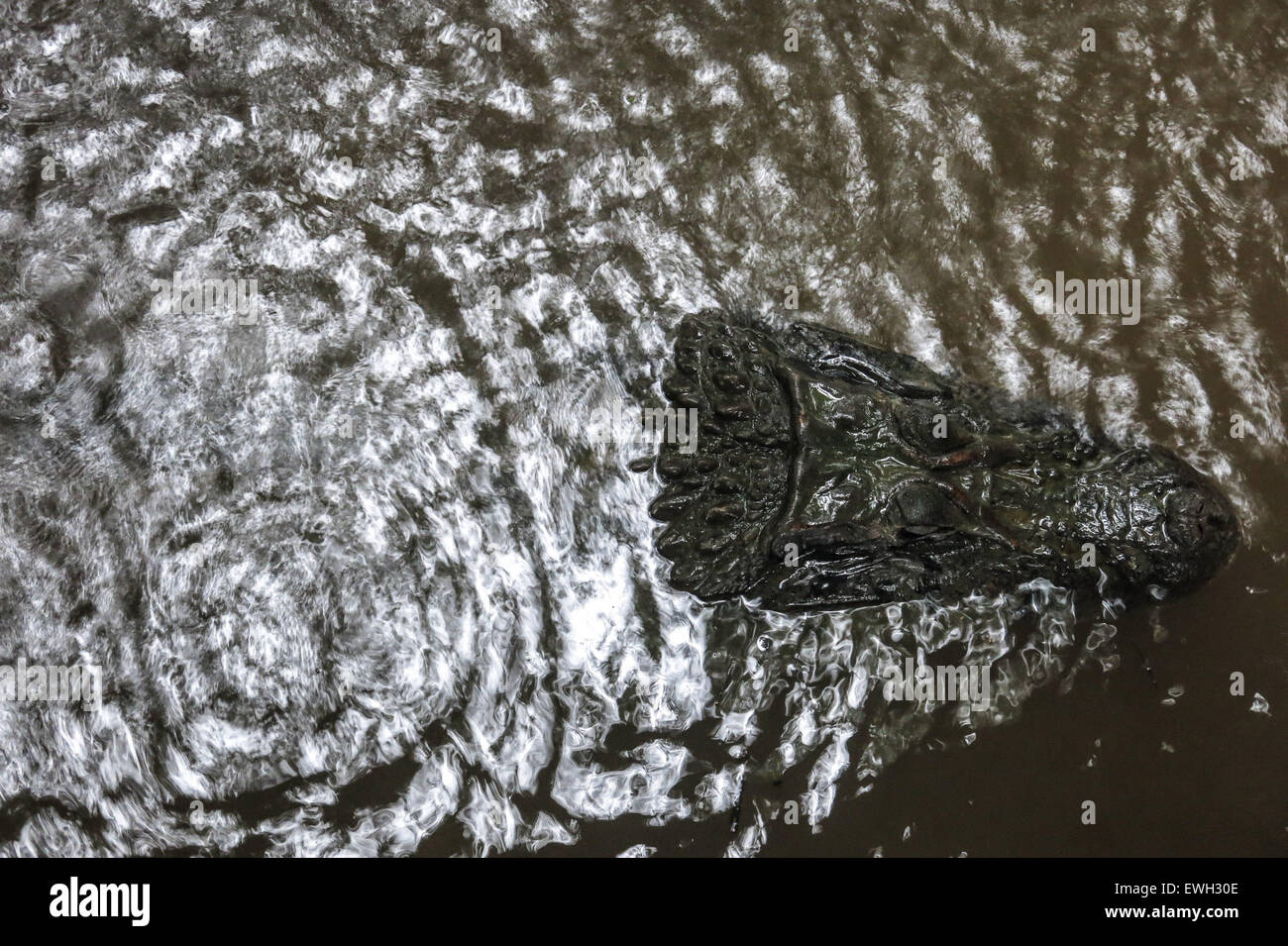 Amazon rainforest caiman hi-res stock photography and images - Alamy