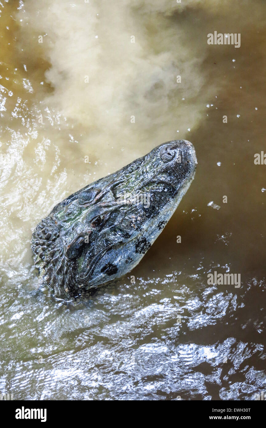 Amazon rainforest caiman hi-res stock photography and images - Alamy