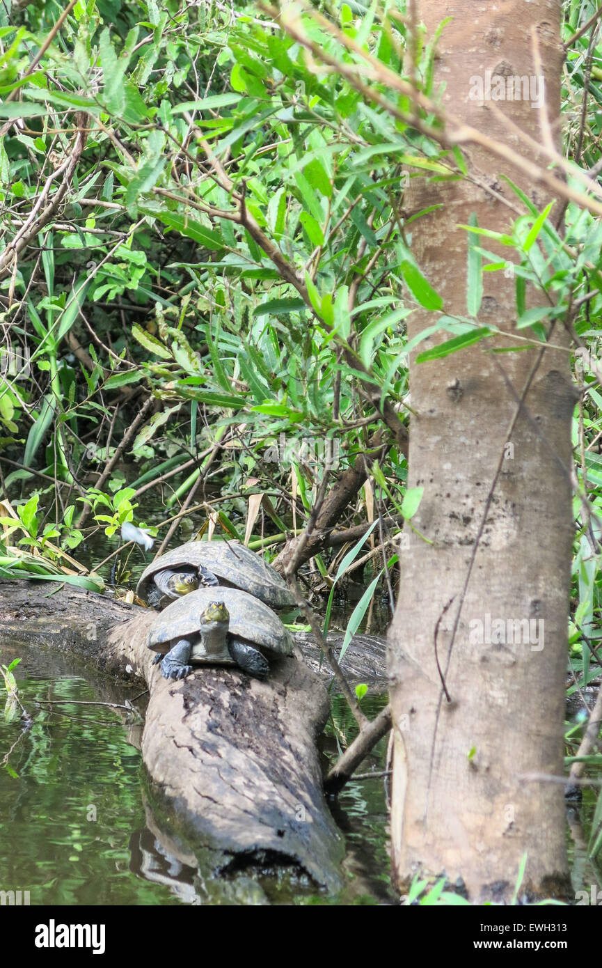 Turtles in the Yacuma river. Bolivia, Pampas del Yacuma protect area ...