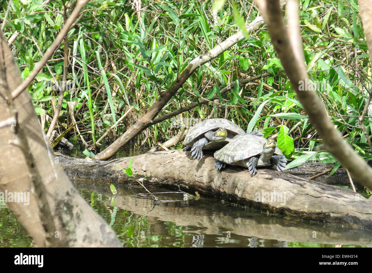 Turtles in the Yacuma river. Bolivia, Pampas del Yacuma protect area ...