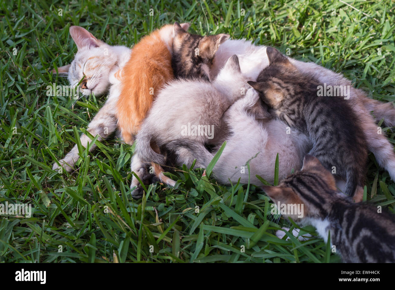Six little kittens are sukling on cat mom Stock Photo - Alamy