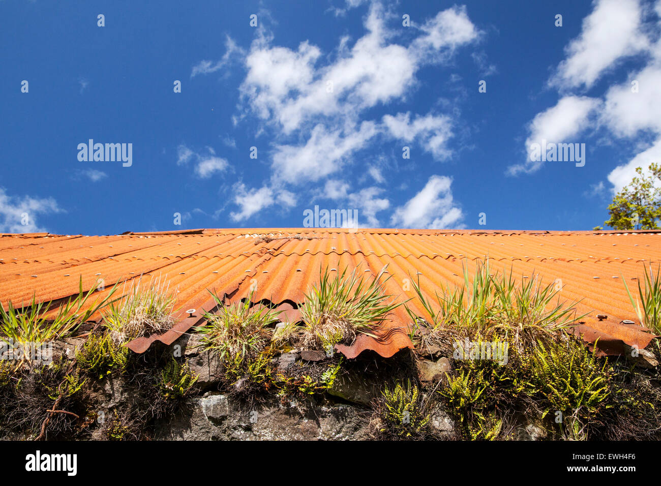 Weeds roof hi-res stock photography and images - Alamy