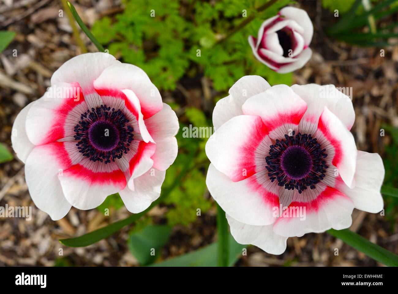 Cup Shaped Flowers Stock Photos & Cup Shaped Flowers Stock Images - Alamy