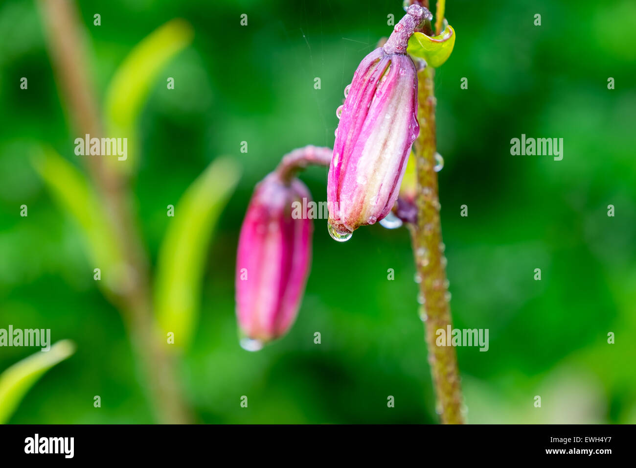 Closed pink flower Stock Photo - Alamy