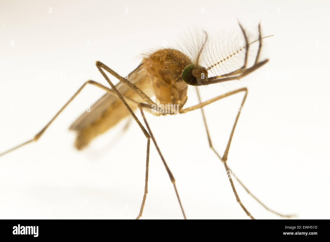A high magnification macro of a mosquito Stock Photo - Alamy